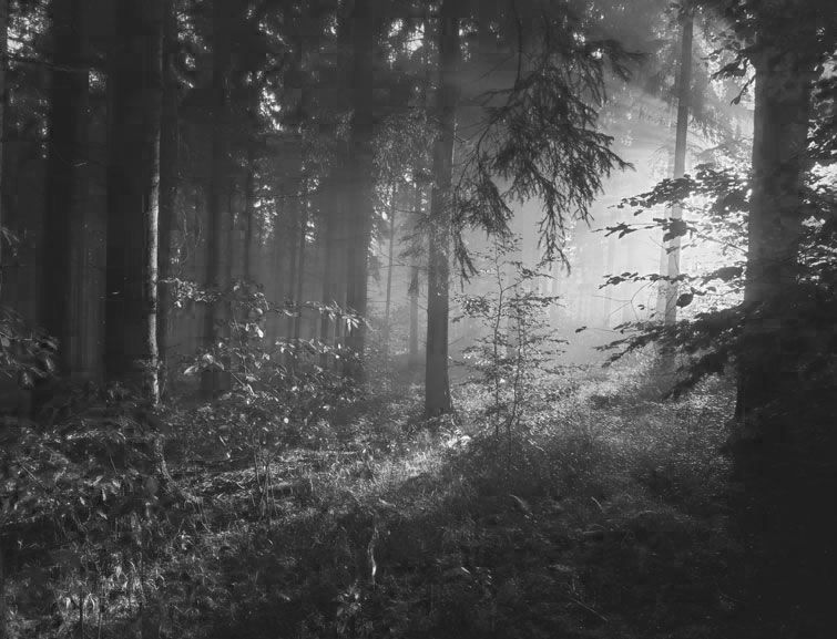 Ritch Mueller | Law firm in Mexico with 50 years of experience